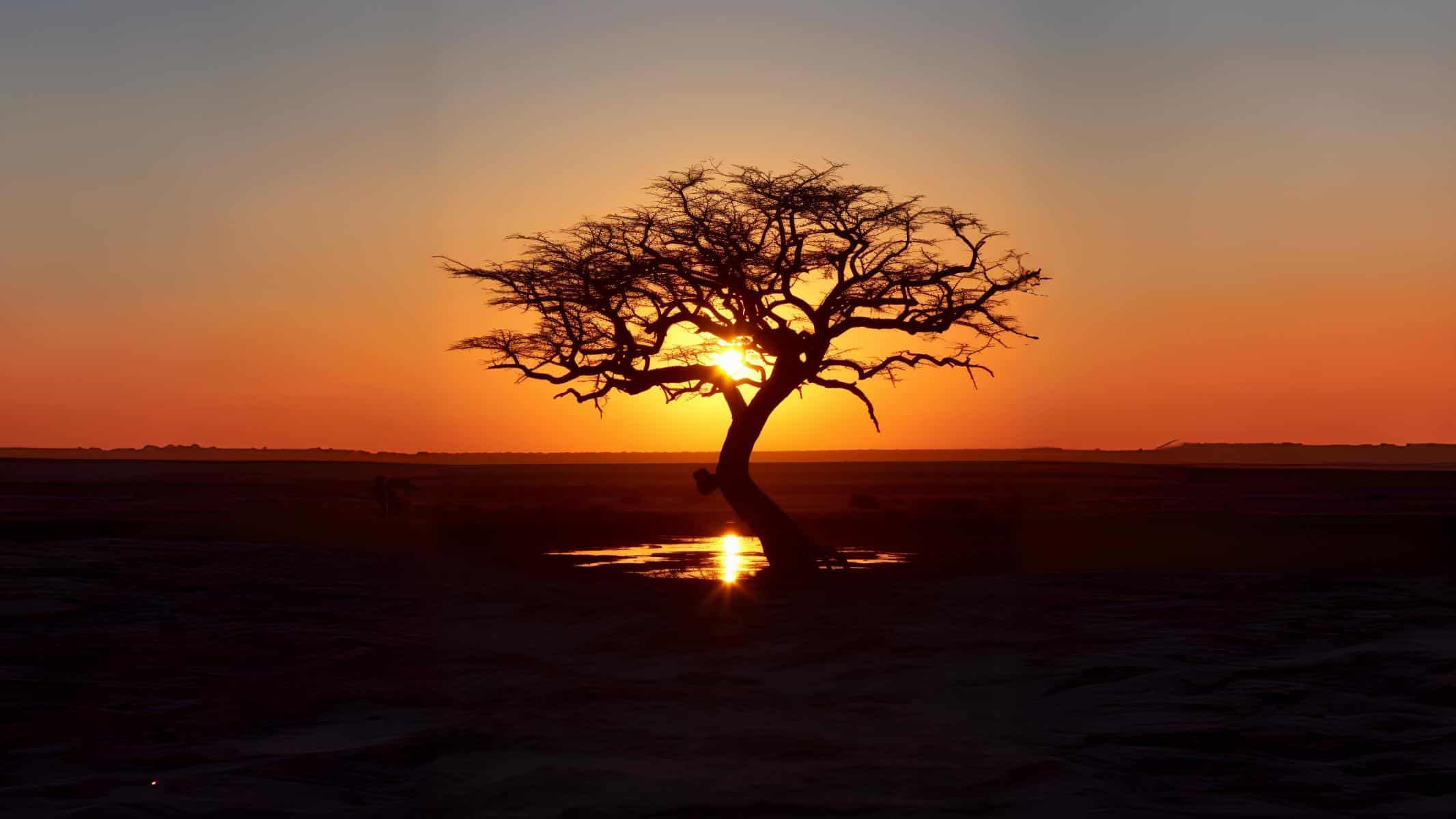 Tree of Ténéré | Tree Future