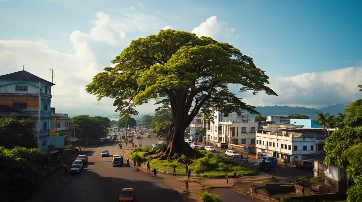Cotton Tree - Sierra Leone | Tree Future